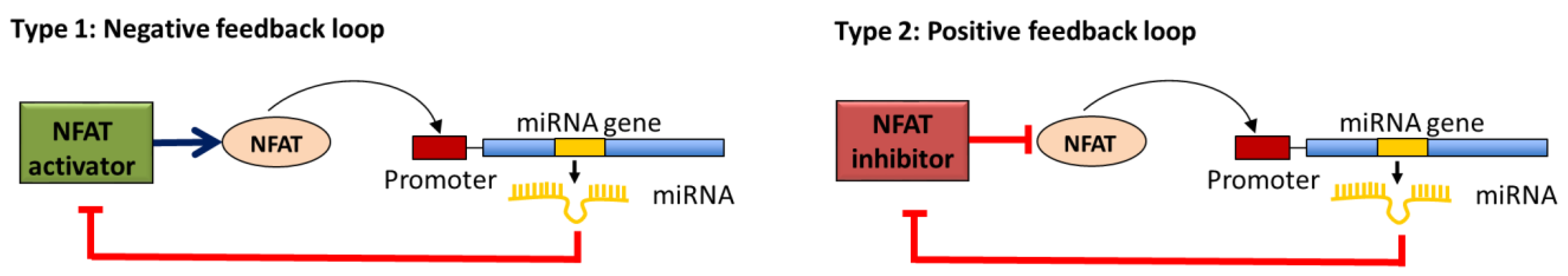 Micro-RNA Feedback Loops Modulating the Calcineurin/NFAT Signaling Pathway