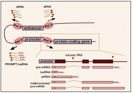 RNA Surveillance by the Nuclear RNA Exosome: Mechanisms and Significance