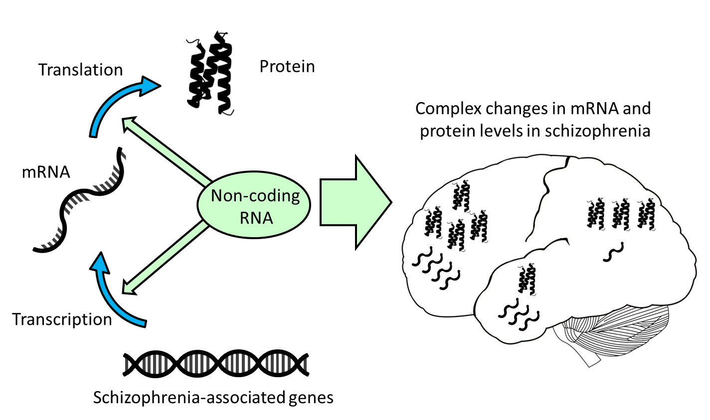 ncRNA | Free Full-Text | Non-Coding RNA as Novel Players in the Pathophysiology of Schizophrenia