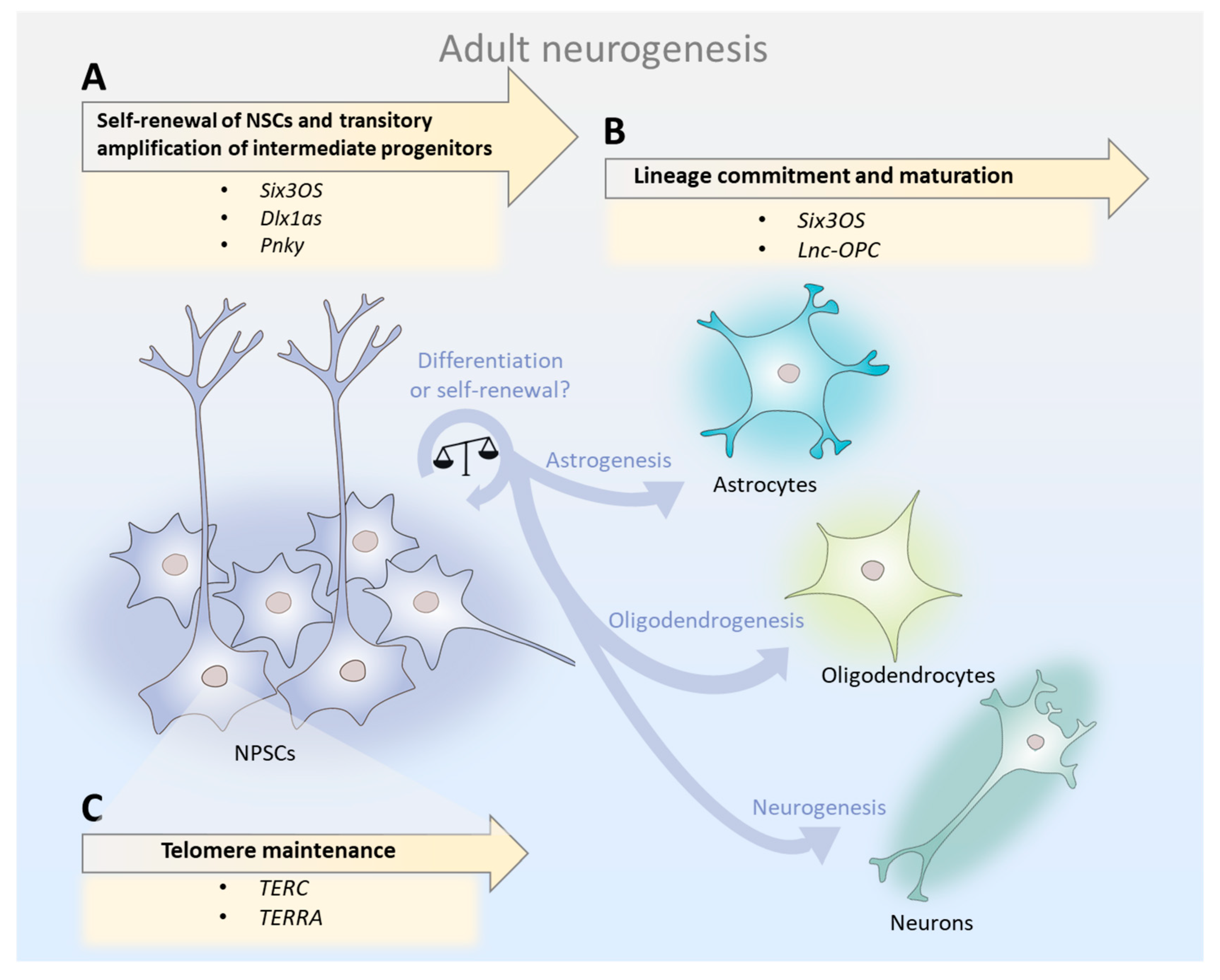 Ncrna Free Full Text Long Non Coding Rnas In Neuronal Aging
