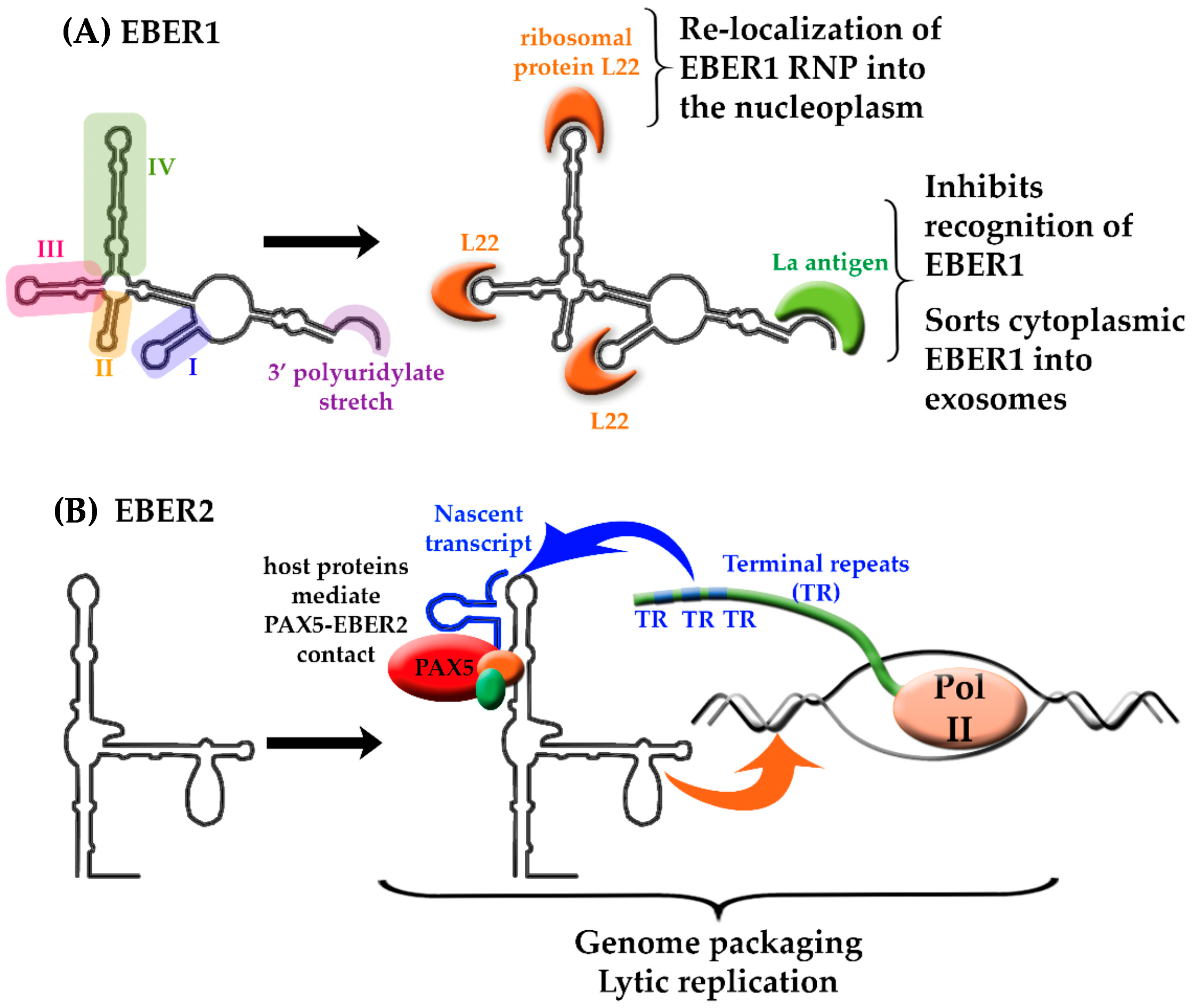 The Structure-To-Function Relationships of Gammaherpesvirus-Encoded Long Non-Coding RNAs and ...