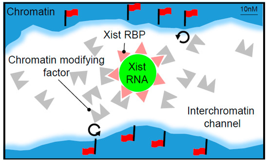 Local Tandem Repeat Expansion in Xist RNA as a Model for the ...