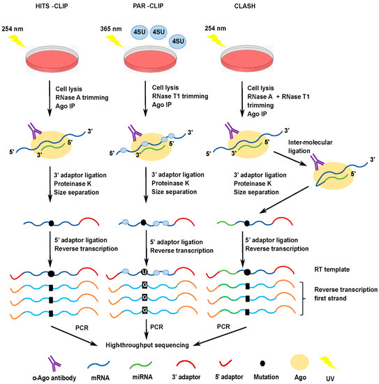 Contemporary Ribonomics Methods for Viral microRNA Target Analysis