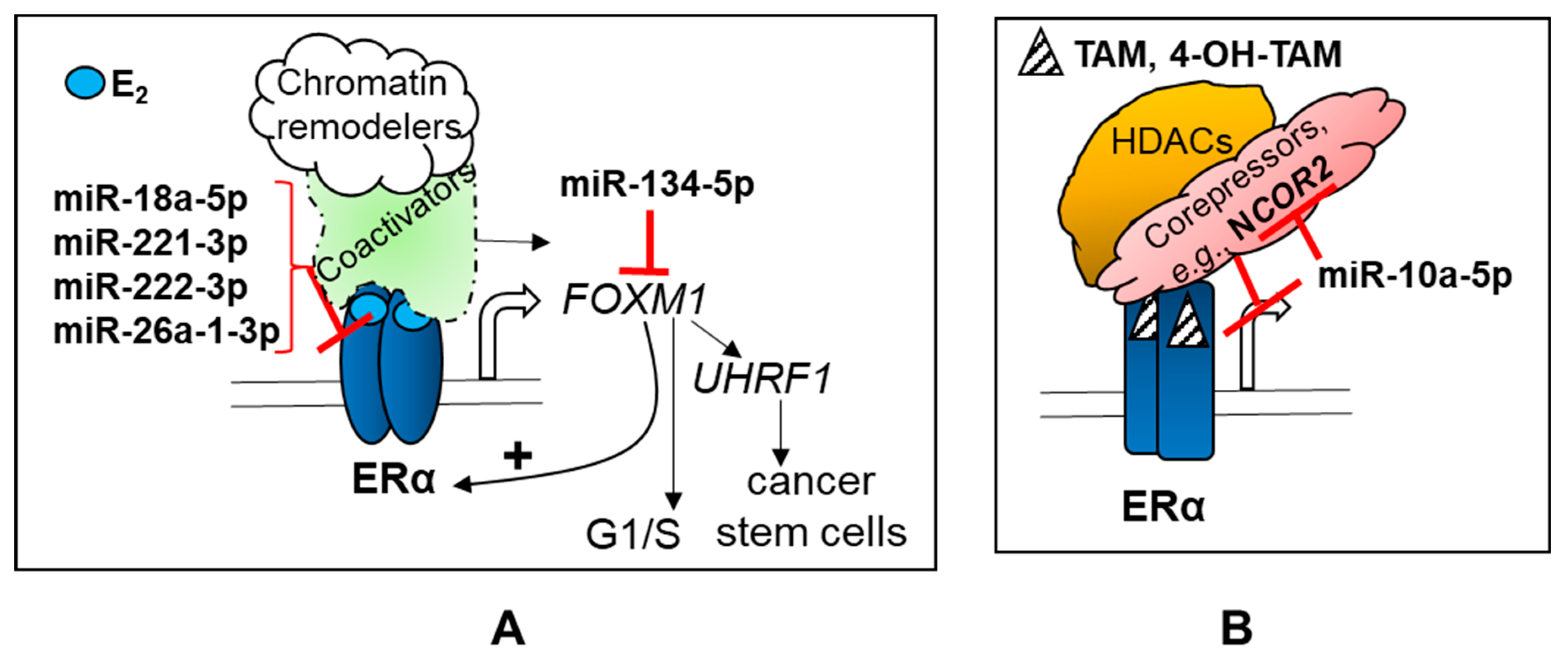 Non-Coding RNAs in Breast Cancer: Intracellular and Intercellular ...