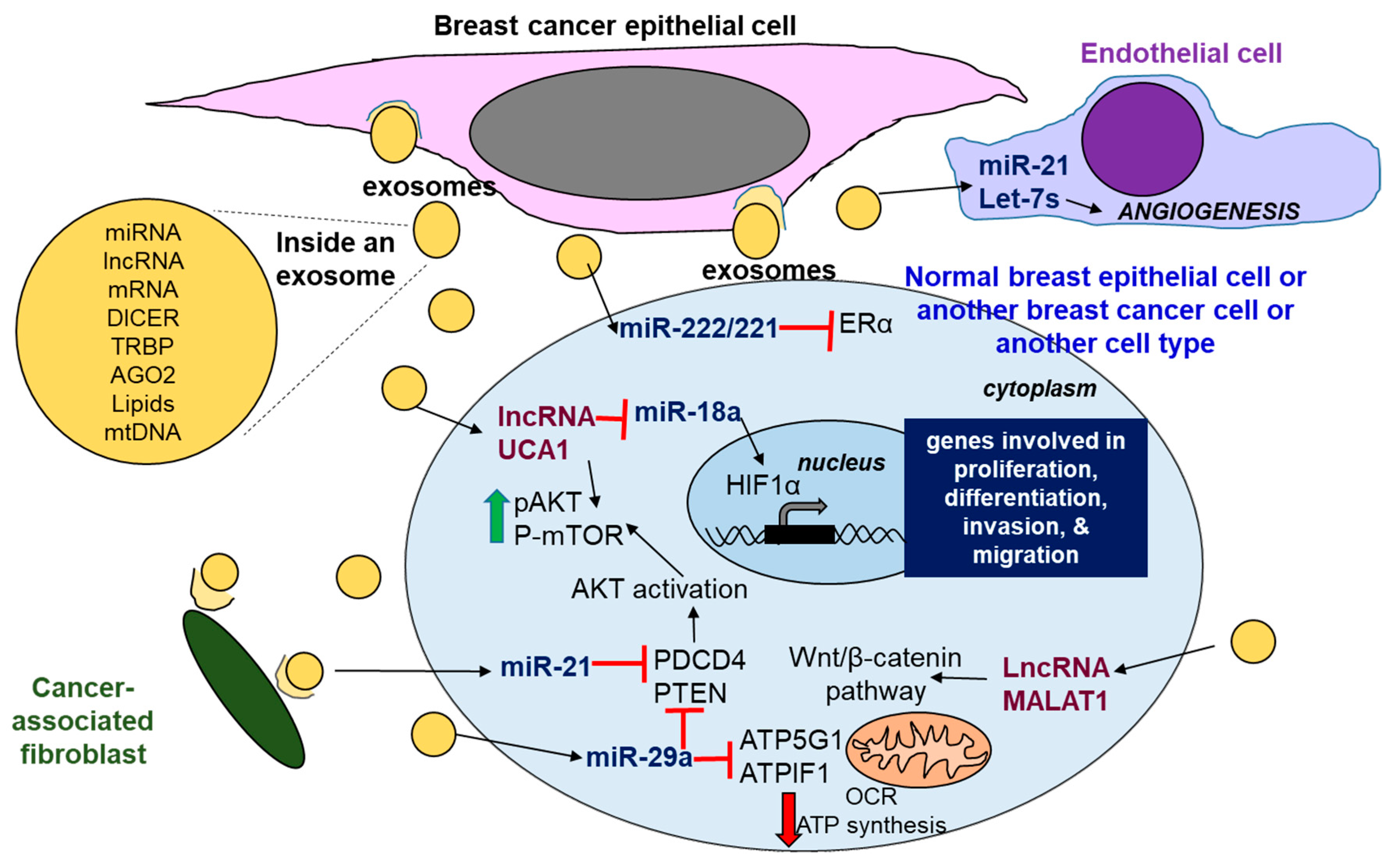 ncRNA | Free Full-Text | Non-Coding RNAs in Breast Cancer ...