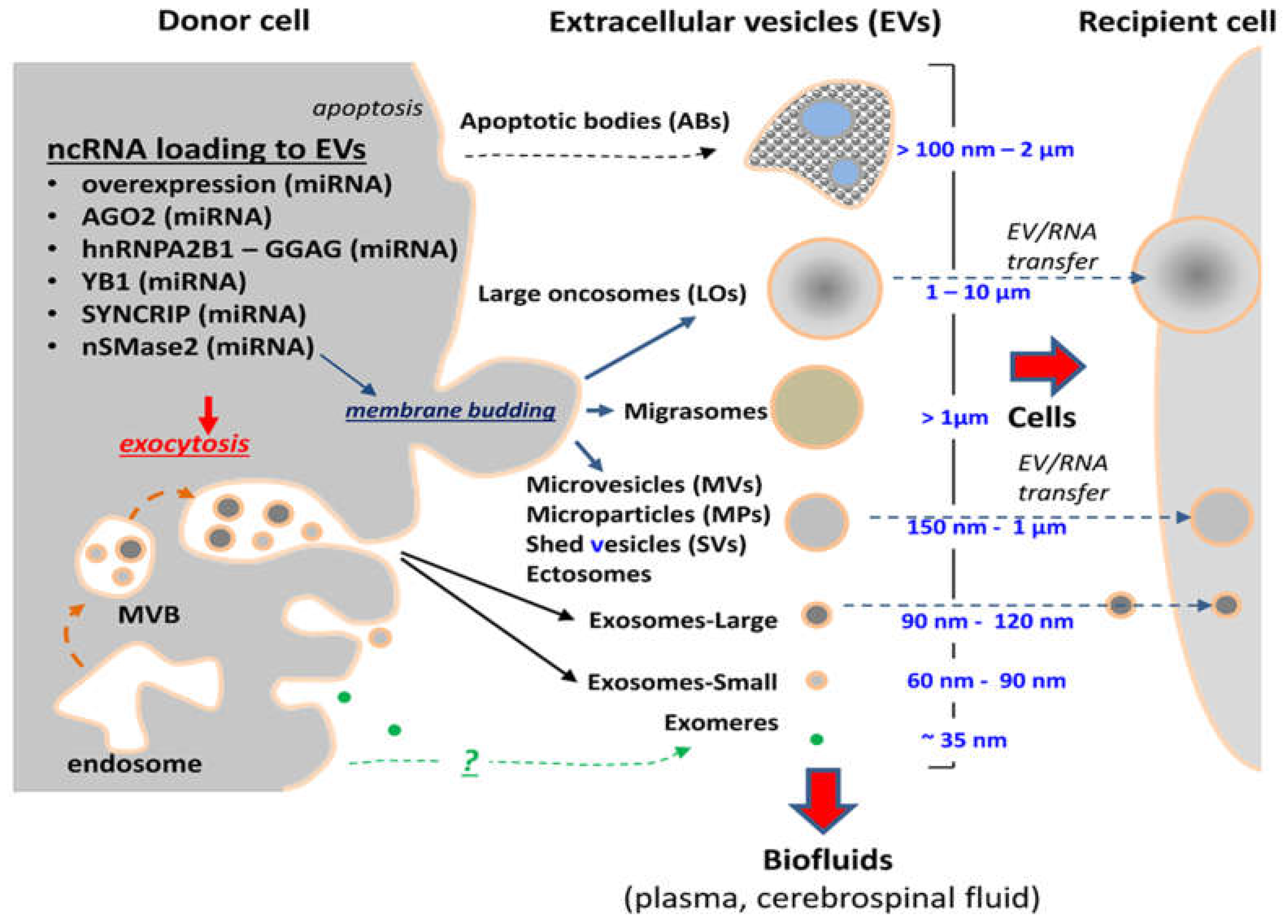 ncRNA | Free Full-Text | Extracellular Vesicles as Conduits of Non-Coding RNA Emission and ...