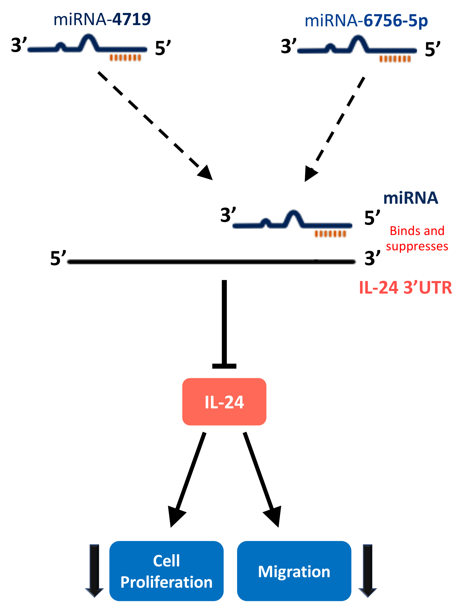 Ncrna Free Full Text Microrna 4719 And Microrna 6756 5p Correlate