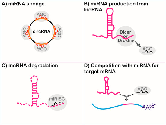 Long Non-Coding RNAs in the Regulation of Gene Expression: Physiology ...