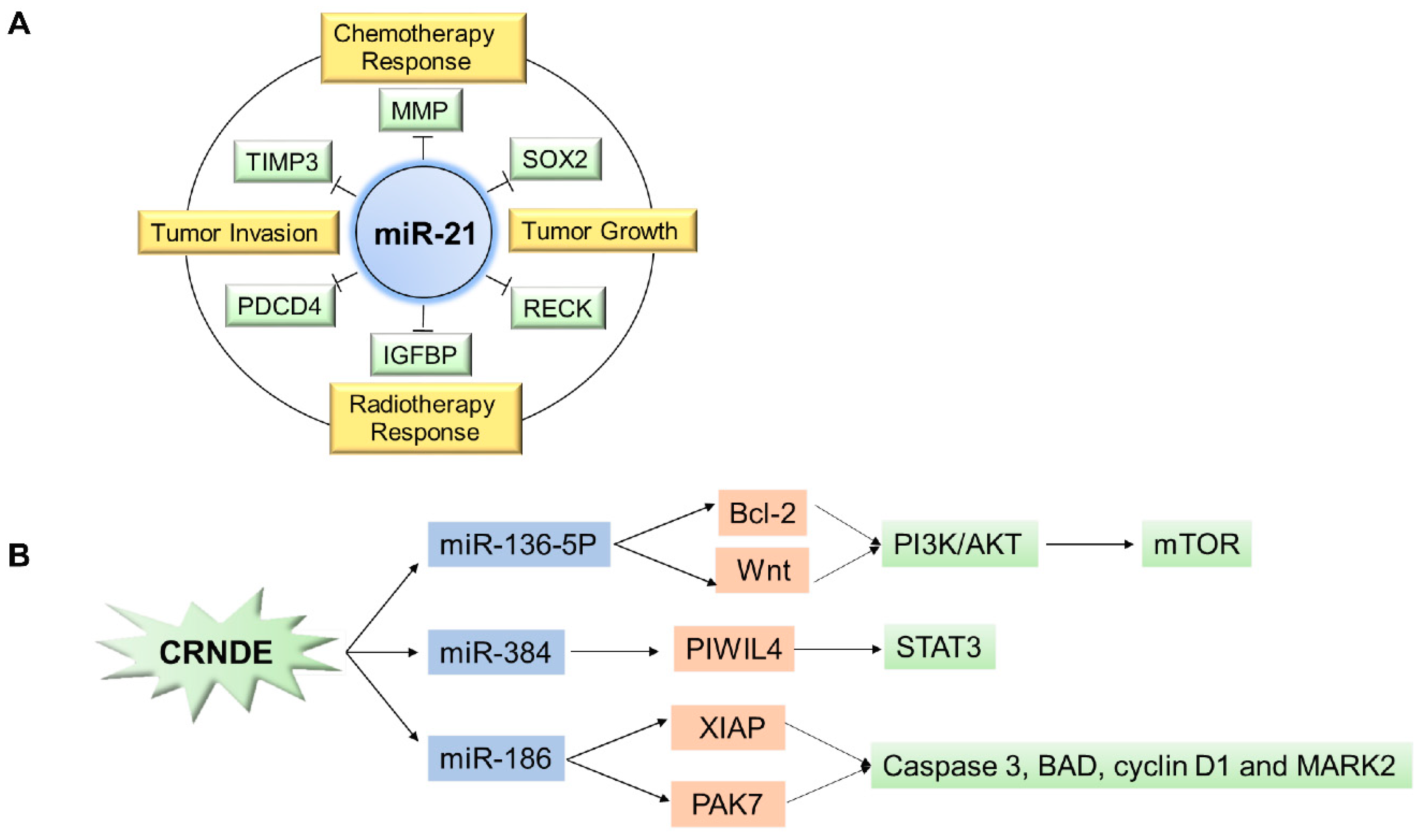 Roles of Non-Coding RNAs in Normal Human Brain Development, Brain Tumor ...