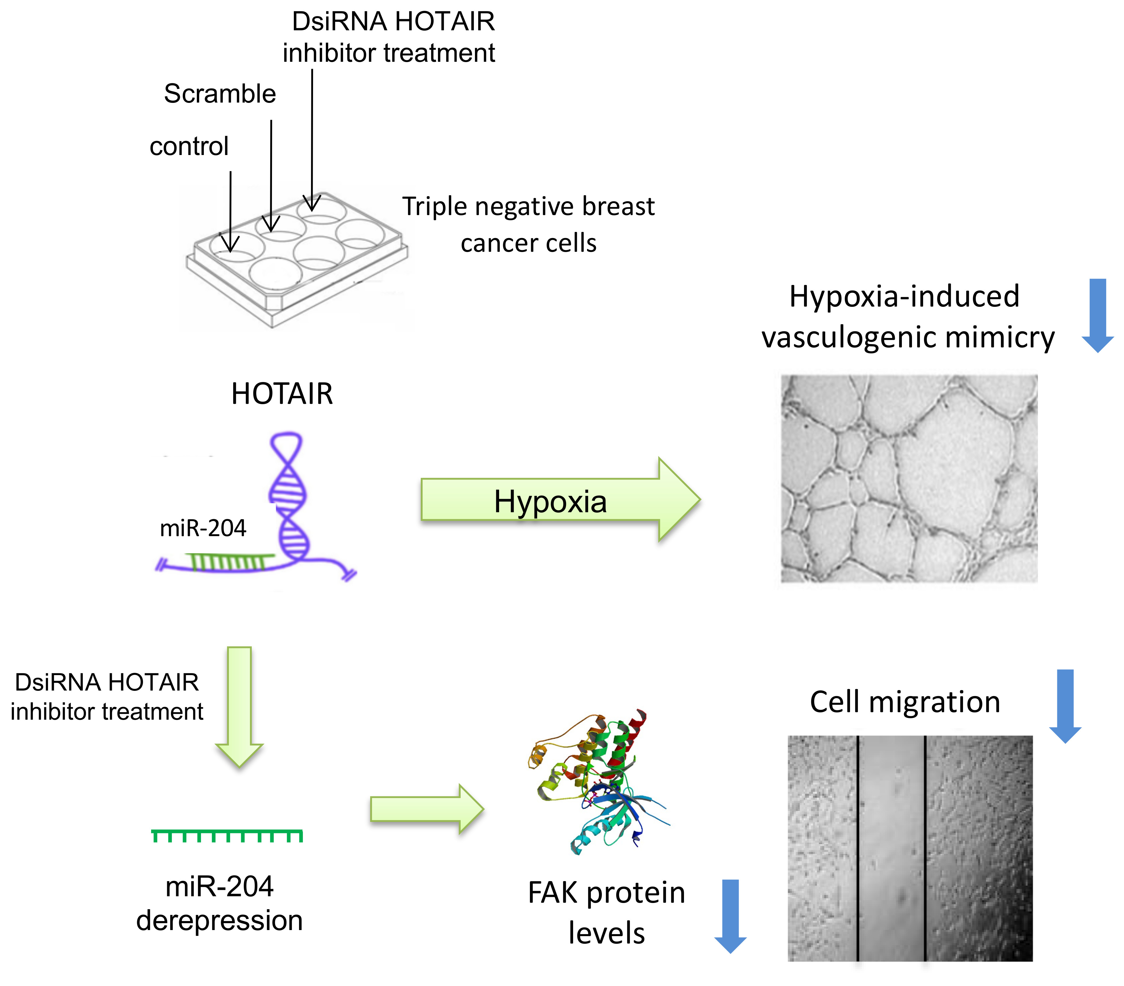 ncRNA | Free Full-Text | HOX Transcript Antisense RNA HOTAIR Abrogates ... ncRNA | Free Full-Text | HOX Transcript Antisense RNA HOTAIR Abrogates ...