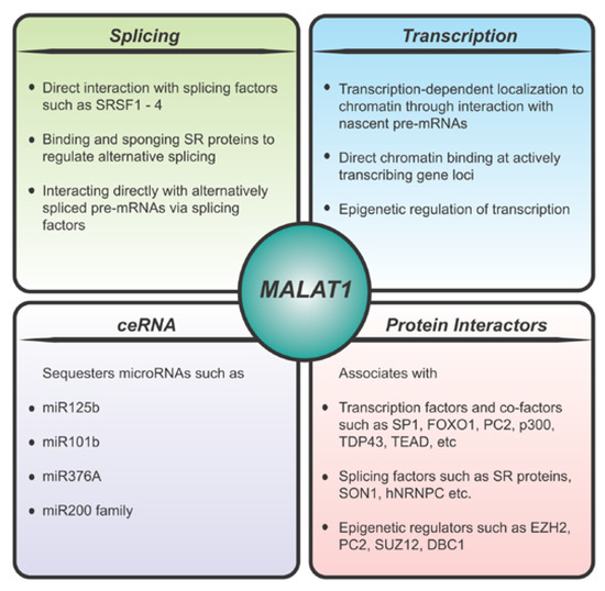 MALAT1 Long Non-Coding RNA: Functional Implications