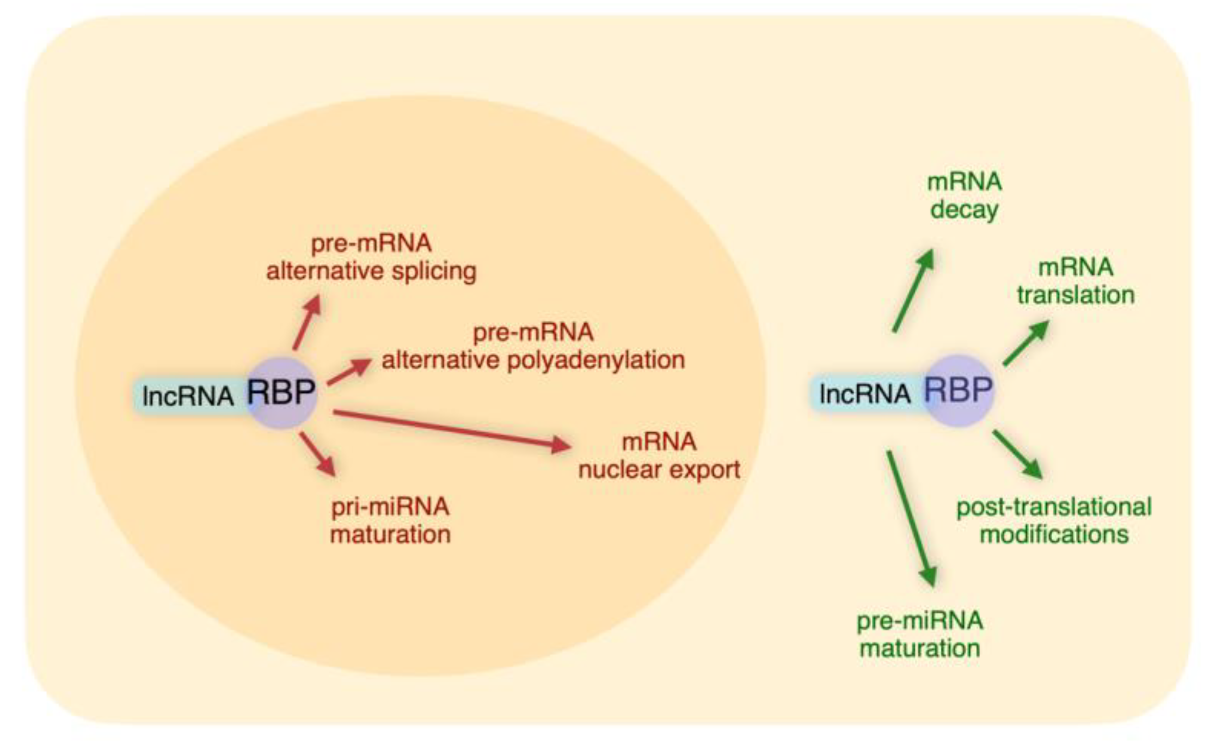 Long Non-Coding RNA-Ribonucleoprotein Networks in the Post ...