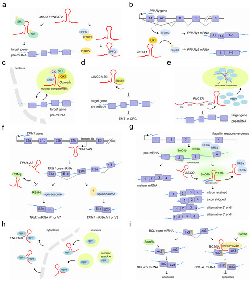 Epigenetic Regulation of Alternative Splicing: How LncRNAs Tailor the ...