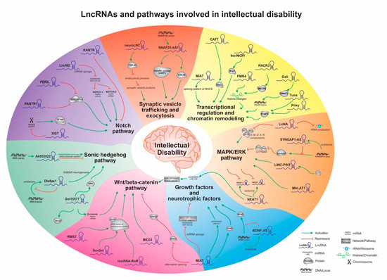 Non-Syndromic Intellectual Disability and Its Pathways: A Long ...