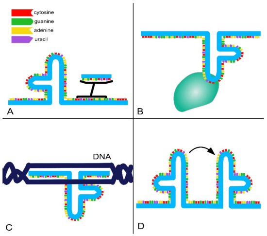Long Non-Coding RNA (lncRNA) Roles in Cell Biology, Neurodevelopment ...