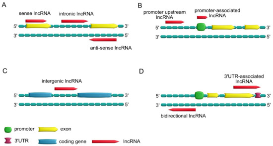 Long Non-Coding RNA (lncRNA) Roles in Cell Biology, Neurodevelopment ...