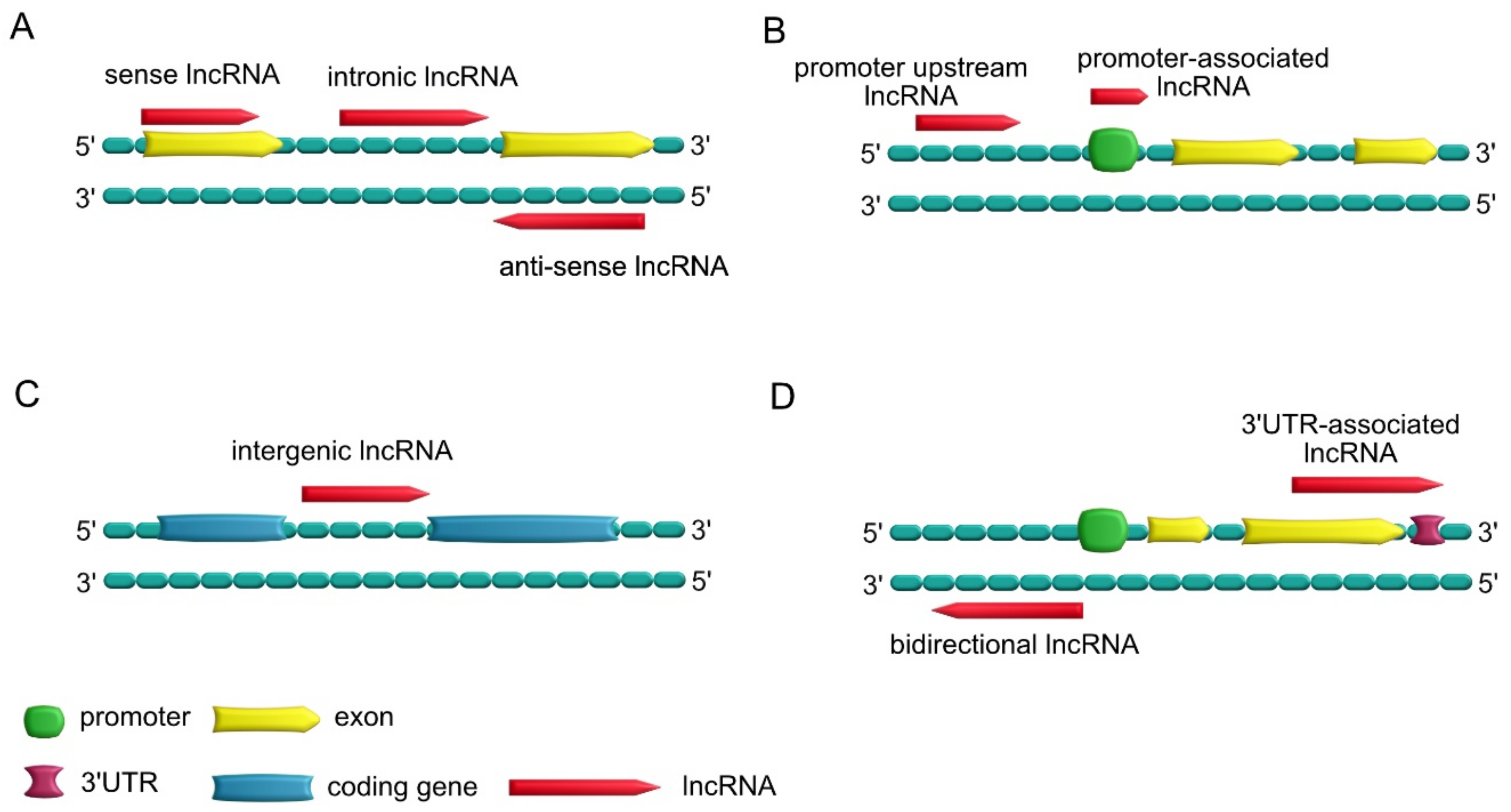 Long Non-Coding RNA (lncRNA) Roles in Cell Biology, Neurodevelopment ...