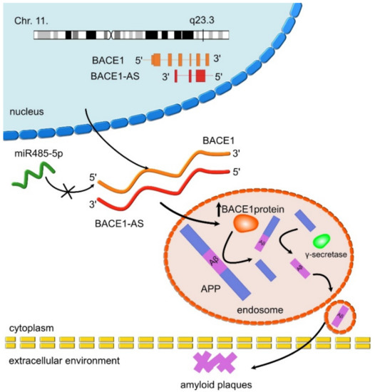 Long Non-Coding RNA (lncRNA) Roles in Cell Biology, Neurodevelopment ...
