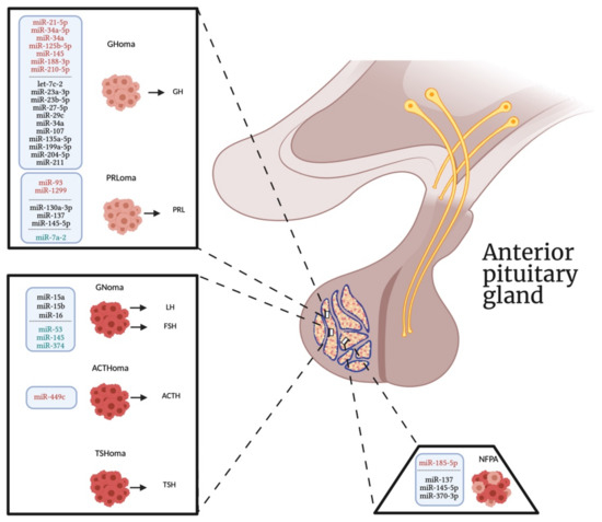 Ncrna Free Full Text Micrornas As Potential Biomarkers In Pituitary