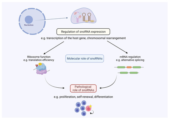 Small but Mighty—The Emerging Role of snoRNAs in Hematological Malignancies