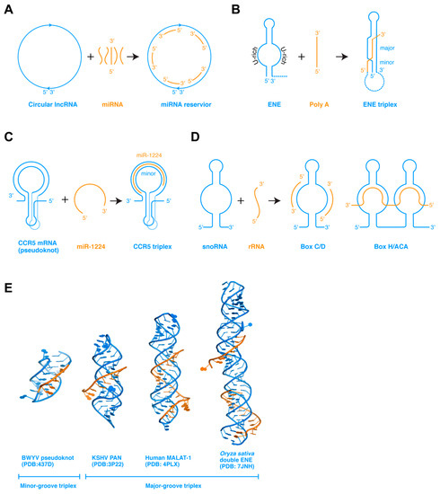 ncRNA | Free Full-Text | Cooperativity and Interdependency between RNA ...