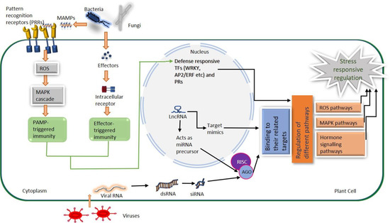 Long Non-Coding RNAs as Emerging Regulators of Pathogen Response in Plants