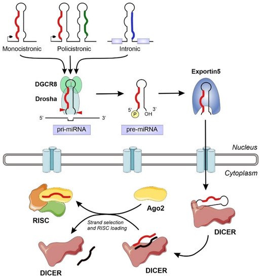A Structural View of miRNA Biogenesis and Function