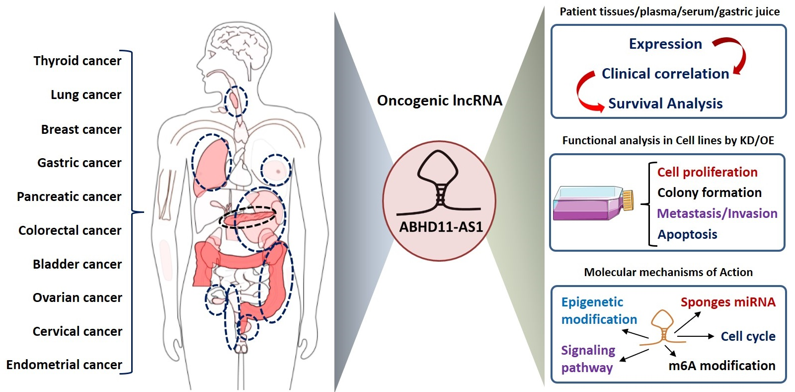 ncRNA | Free Full-Text | ABHD11-AS1: An Emerging Long Non-Coding RNA ...