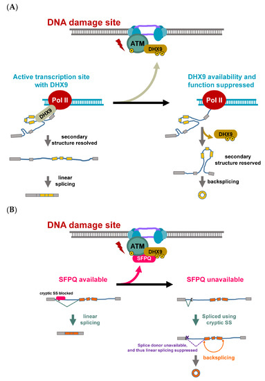 Non-Coding RNA | An Open Access Journal from MDPI