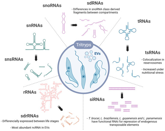 Non-Coding RNA | An Open Access Journal from MDPI
