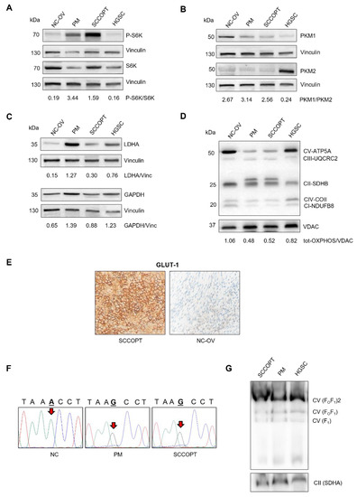 Non-Coding RNA | An Open Access Journal from MDPI