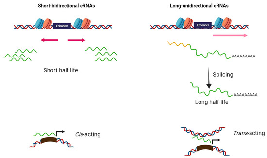Non-Coding RNA | An Open Access Journal from MDPI