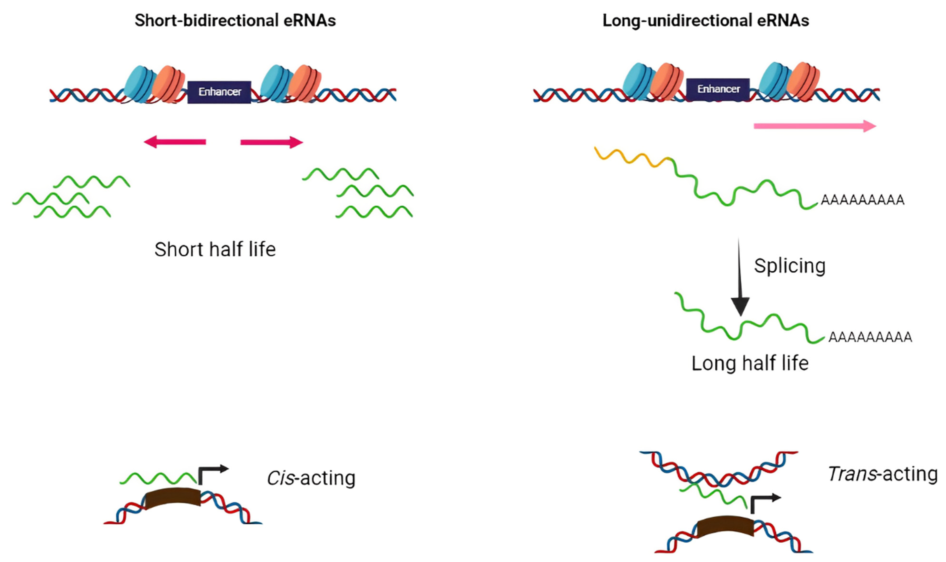 Ncrna Free Full Text Emerging Role Of Enhancer Rnas As Potential