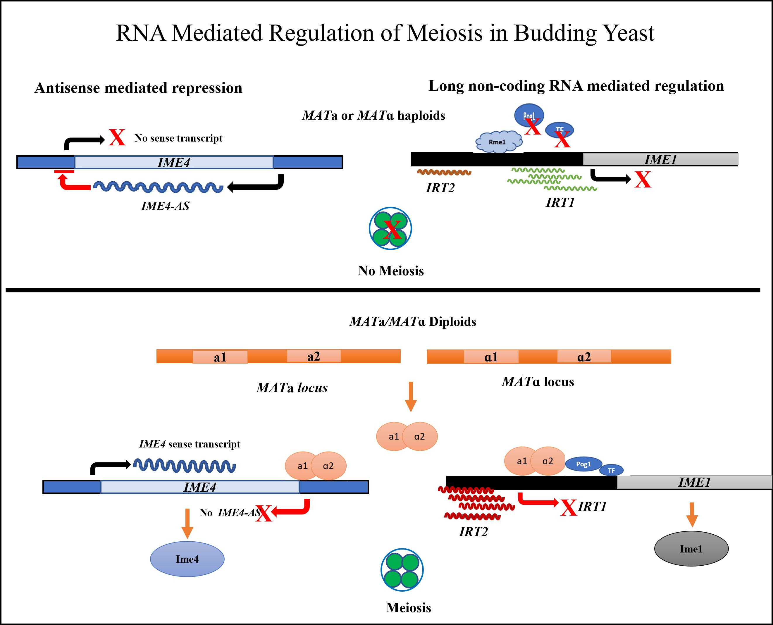 ncRNA | Free Full-Text | RNA-Mediated Regulation of Meiosis in Budding Yeast