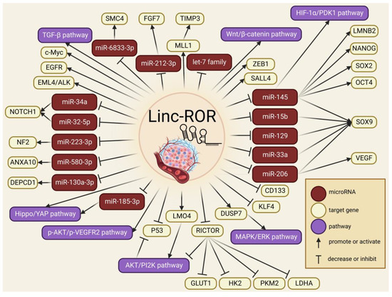 Functional Relevance of the Long Intergenic Non-Coding RNA Regulator of Reprogramming (Linc-ROR ...