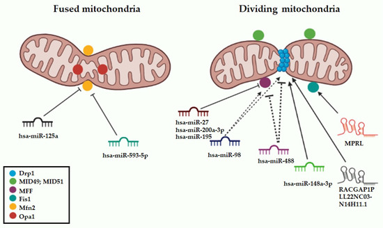 Non-Coding RNA-Dependent Regulation of Mitochondrial Dynamics in Cancer ...