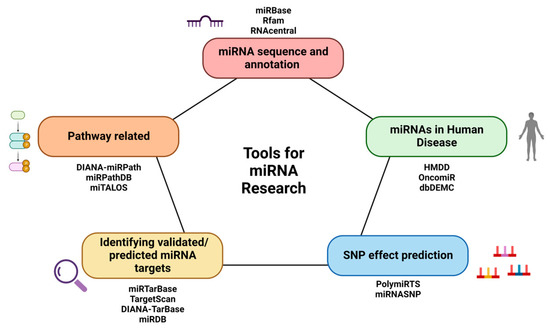 Insights into Online microRNA Bioinformatics Tools