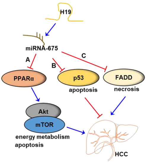 ncRNA | Free Full-Text | Long Noncoding RNA H19: A Novel Oncogene in ...