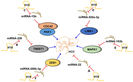 ncRNA | Free Full-Text | Long Noncoding RNA H19: A Novel Oncogene in ...