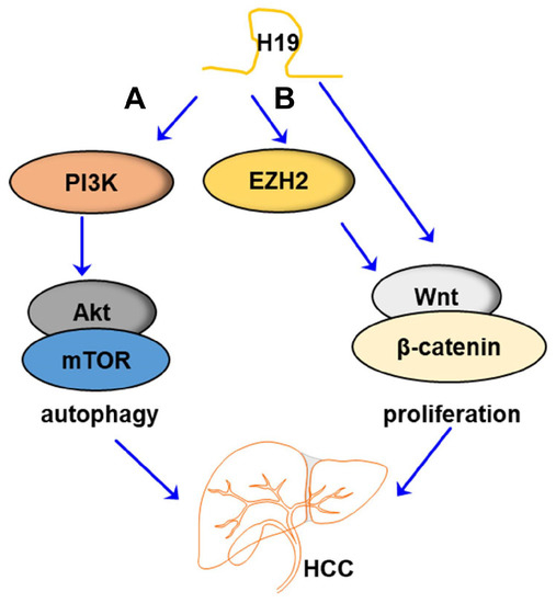 ncRNA | Free Full-Text | Long Noncoding RNA H19: A Novel Oncogene in ...