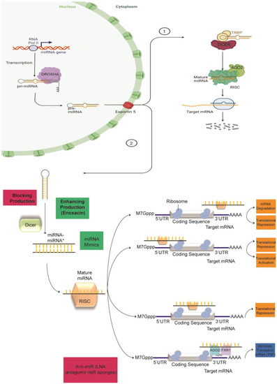 ncRNA | Free Full-Text | Targeting miRNAs and Other Non-Coding RNAs as a Therapeutic Approach ...
