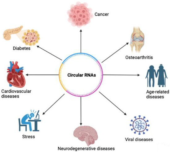 Functions of Circular RNA in Human Diseases and Illnesses