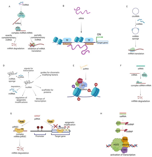 ncRNA | Free Full-Text | Non-Coding RNAs: Foes or Friends for Targeting Tumor Microenvironment