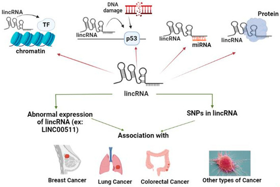 ncRNA | Free Full-Text | The Intergenic Type LncRNA (LINC RNA) Faces in ...