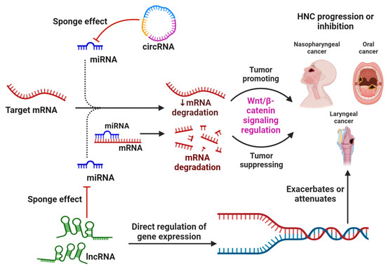 Crosstalk between Non-Coding RNAs and Wnt/β-Catenin Signaling in Head and Neck Cancer ...