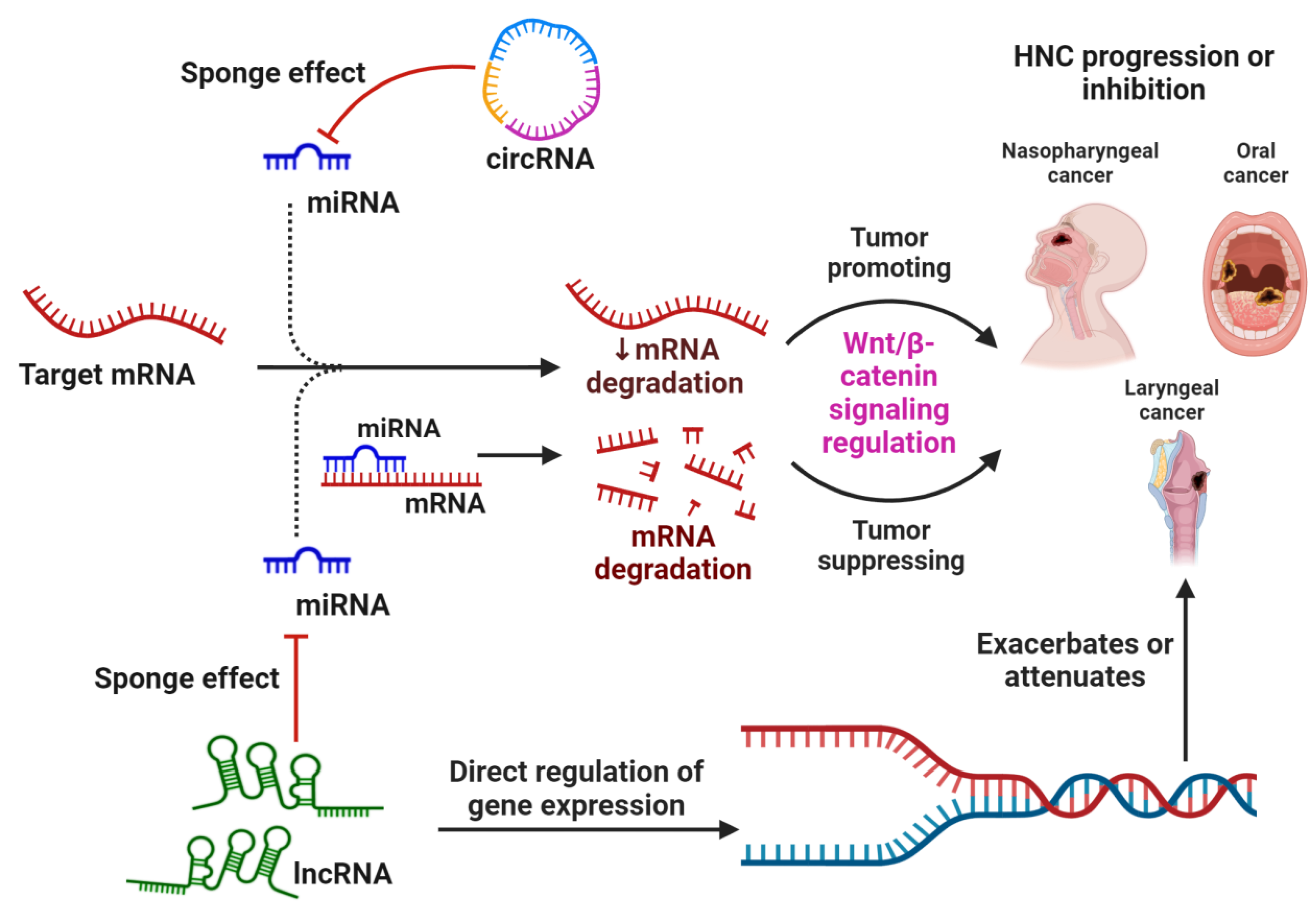 Crosstalk Between Non Coding Rnas And Wnt β Catenin Signaling In Head