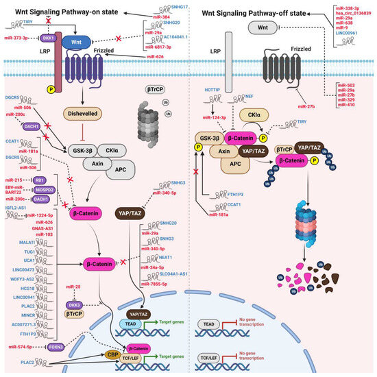 Crosstalk between Non-Coding RNAs and Wnt/β-Catenin Signaling in Head and Neck Cancer ...