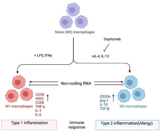 Regulation of Macrophage Polarization in Allergy by Noncoding RNAs
