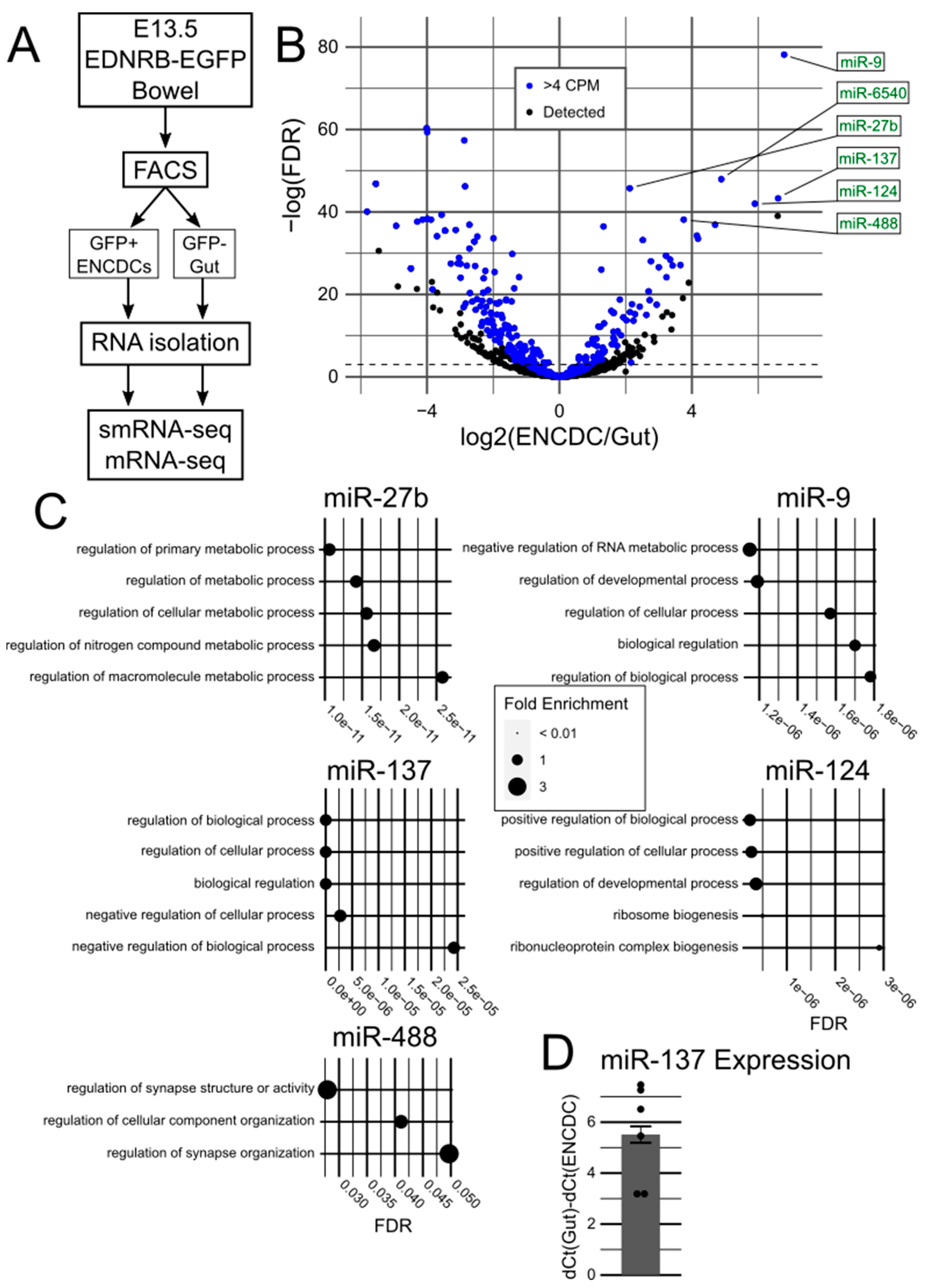 ncRNA | Free Full-Text | Sequencing Reveals miRNAs Enriched in the ...