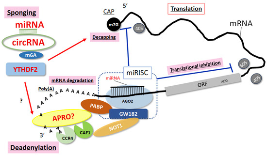 ncRNA | Free Full-Text | Circular RNAs, Noncoding RNAs, and N6 ...